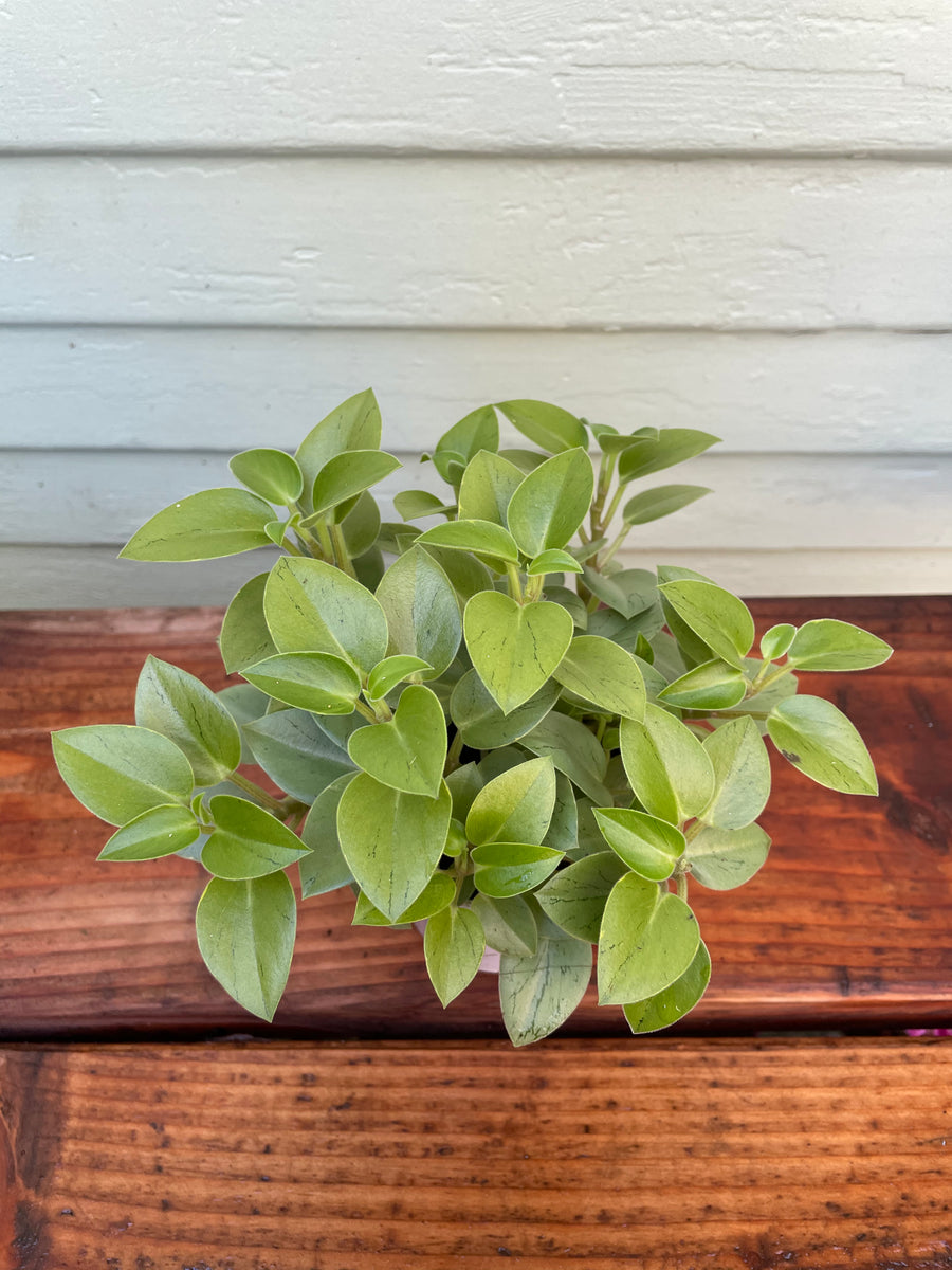 Peperomia Pixie Lime | Mickey Hargitay Plants
