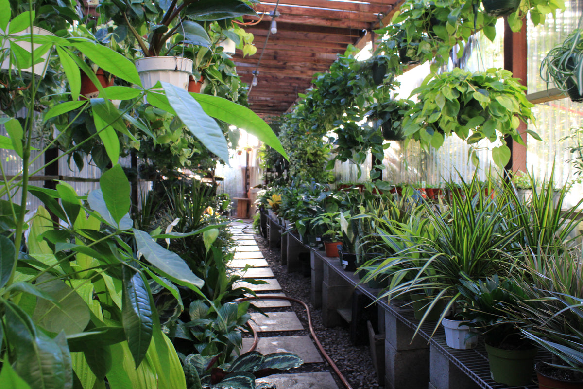 Medium Light Plants | Mickey Hargitay Plants