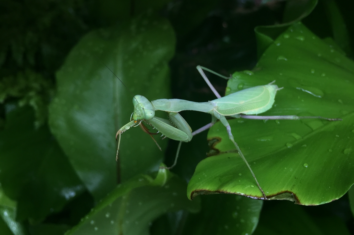 Insects YUCK! – Mickey Hargitay Plants