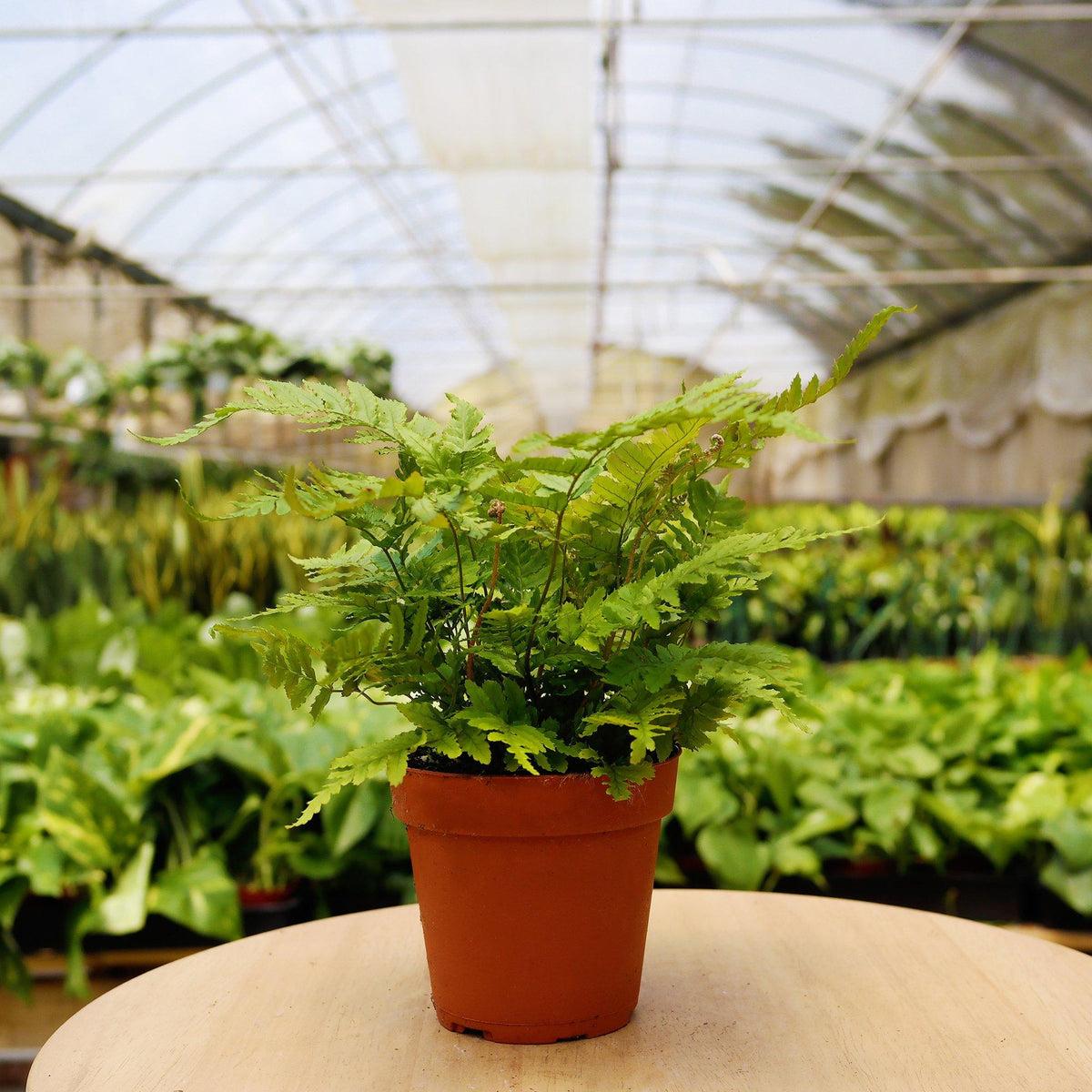 📬 1 Mystery Plant Monthly Subscription Box – Mickey Hargitay Plants