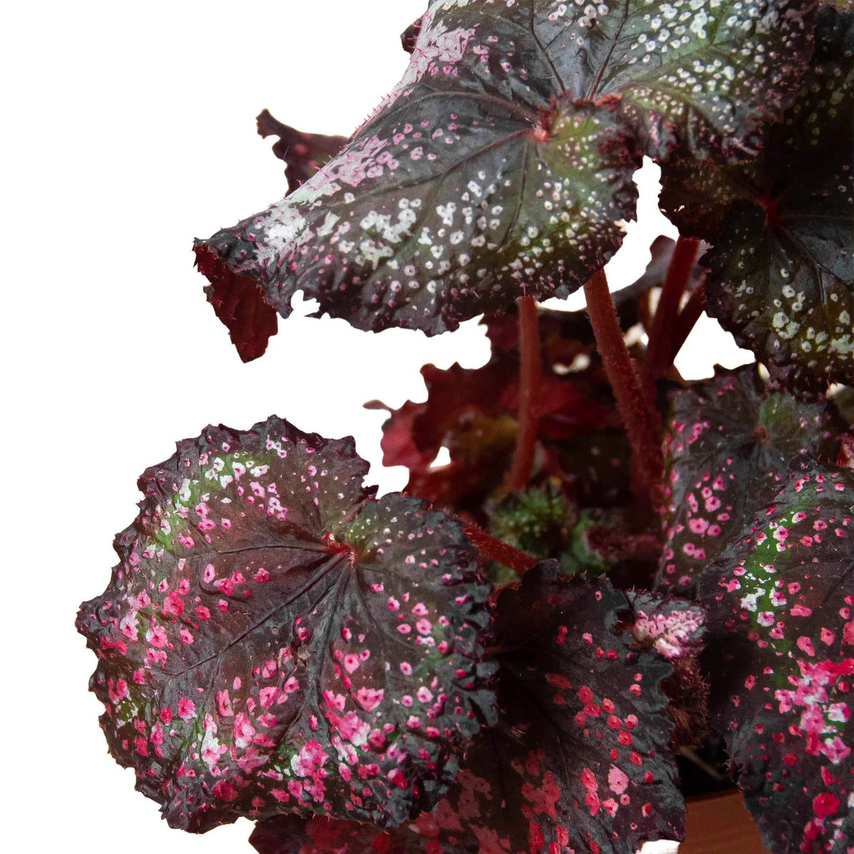 Begonia 'Rex' - 4 Pack Variety – Mickey Hargitay Plants