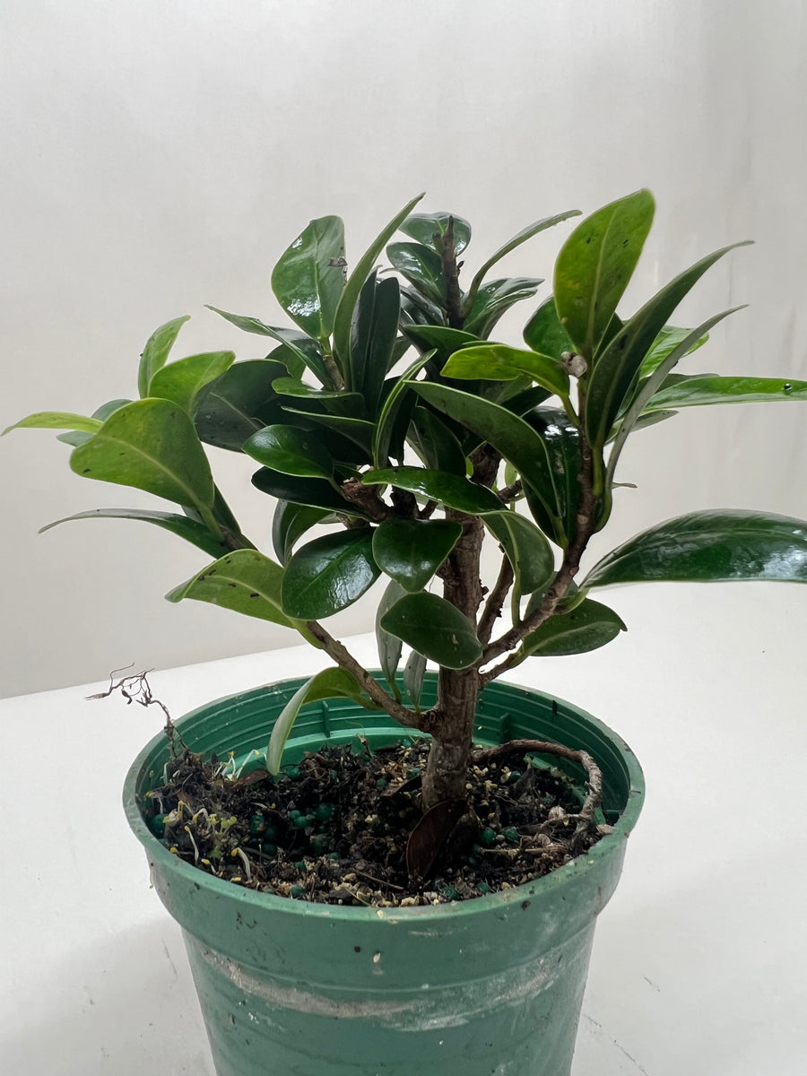 Bonsai Ficus Compacta – Mickey Hargitay Plants