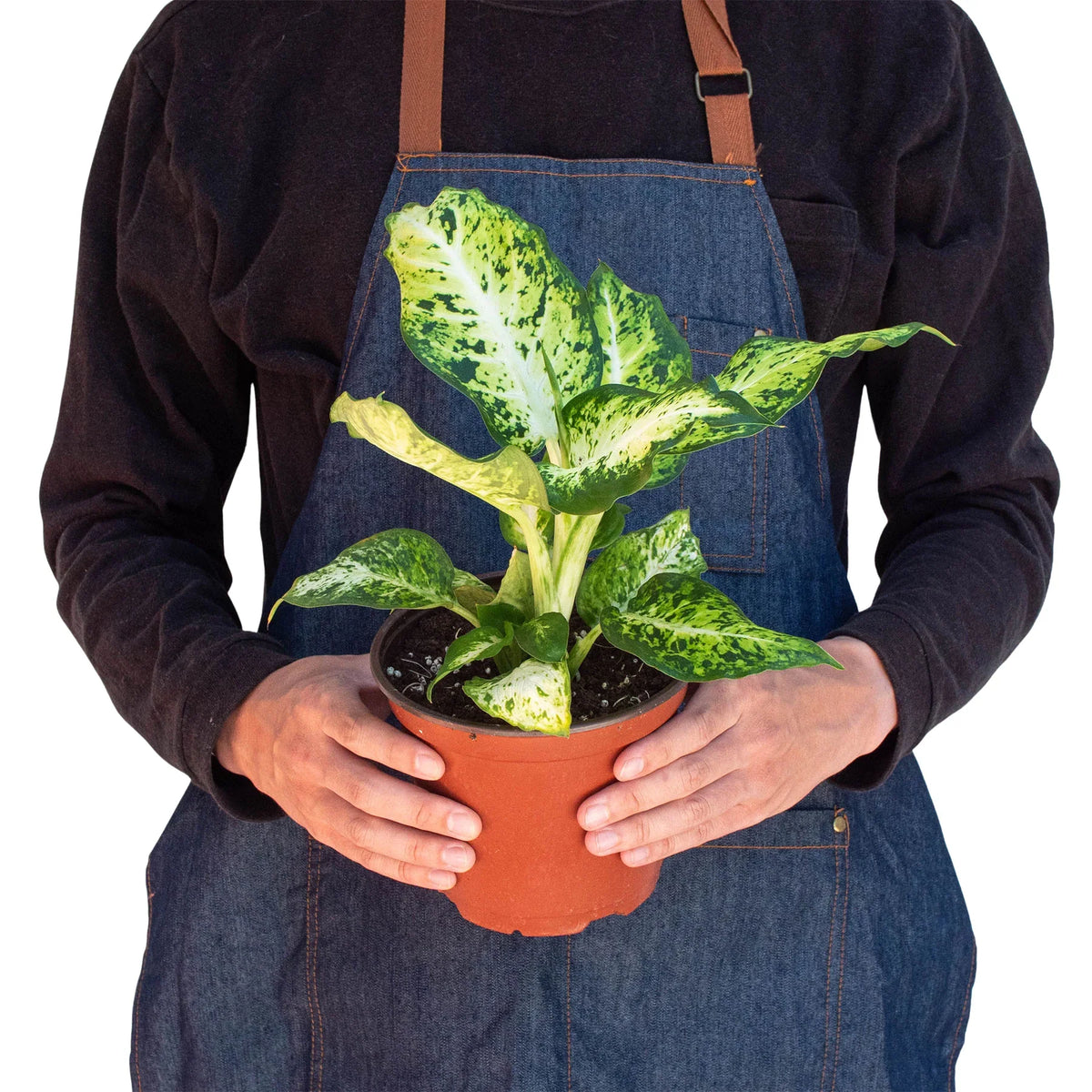 Dieffenbachia 'Amy' – Mickey Hargitay Plants