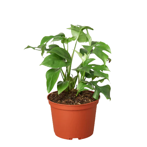 Philodendron Mini Monstera Minima – Mickey Hargitay Plants