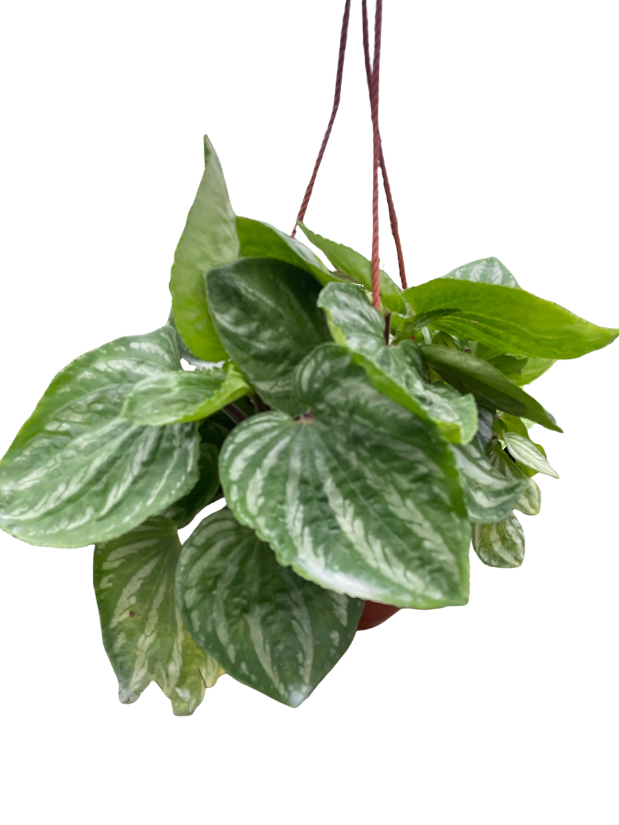 Peperomia Ecuador – Mickey Hargitay Plants