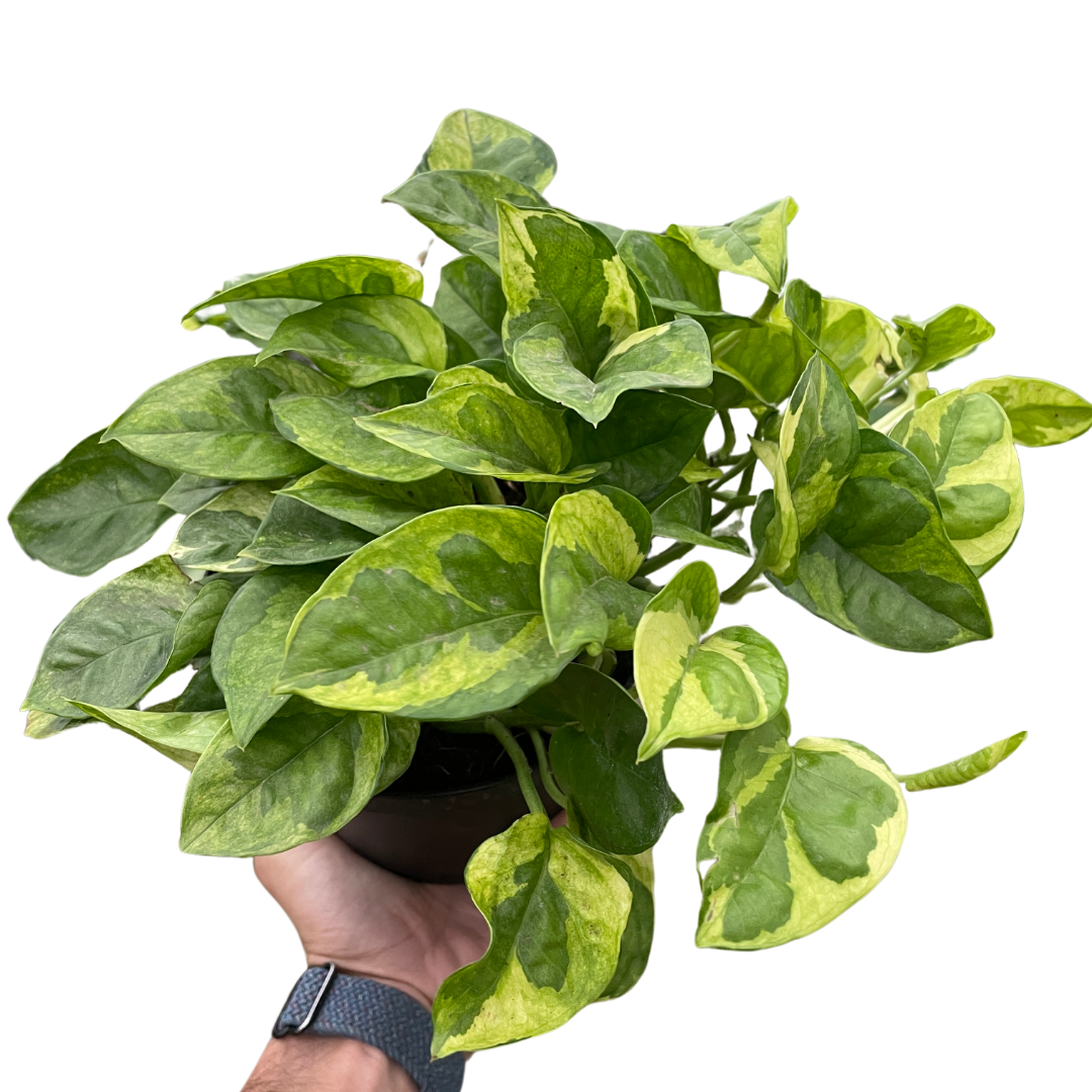 Pothos 'Lemon Meringue' – Mickey Hargitay Plants