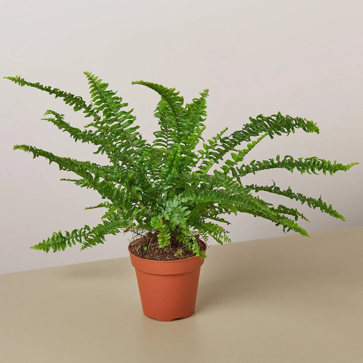 Jester's Crown Fern – Mickey Hargitay Plants