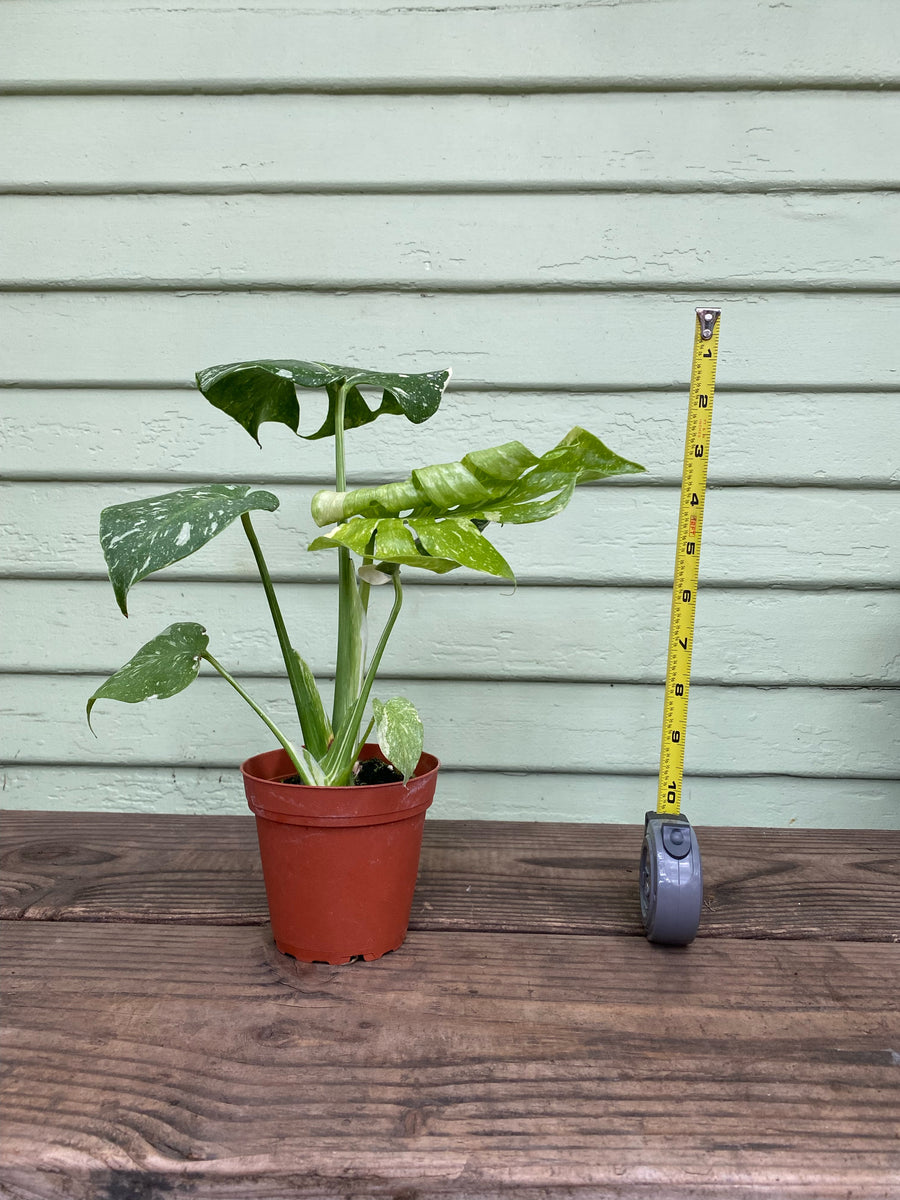 Monstera Thai Constellation | Mickey Hargitay Plants