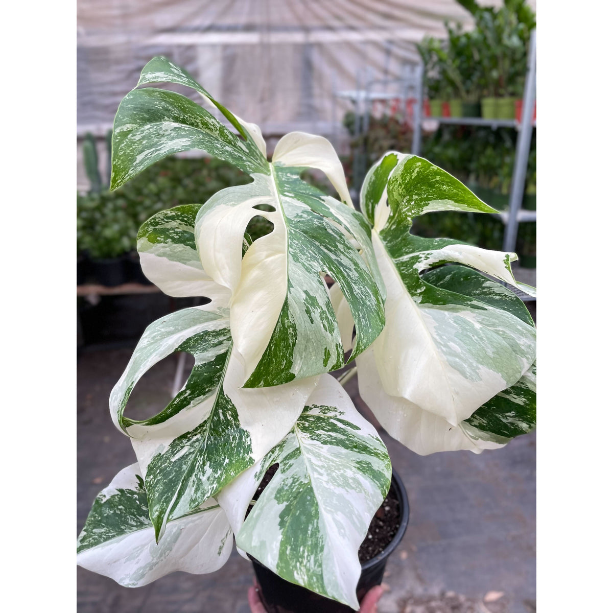 Monstera 'Albo Borsigiana Variegated' – Mickey Hargitay Plants