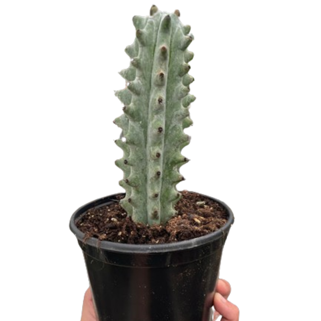 Succulent Cactus Ghost White Boobie – Mickey Hargitay Plants