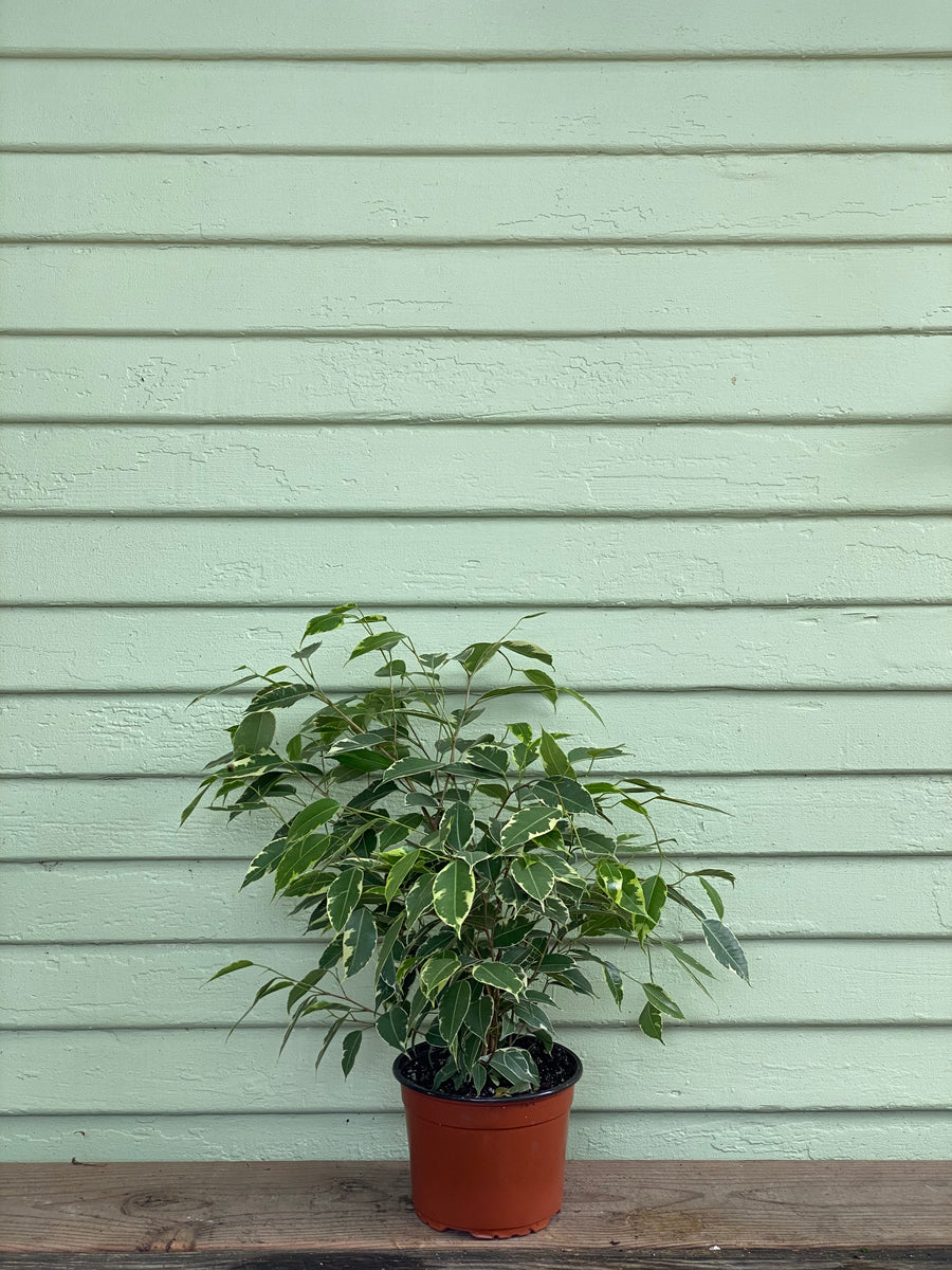 Ficus benjamina | Variegated Weeping Fig | Mickey Hargitay Plants
