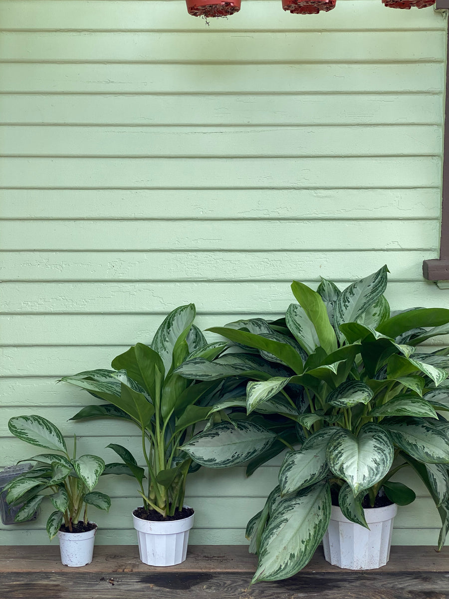Aglaonema | Chinese Evergreen | Silver Bay | Mickey Hargitay Plants