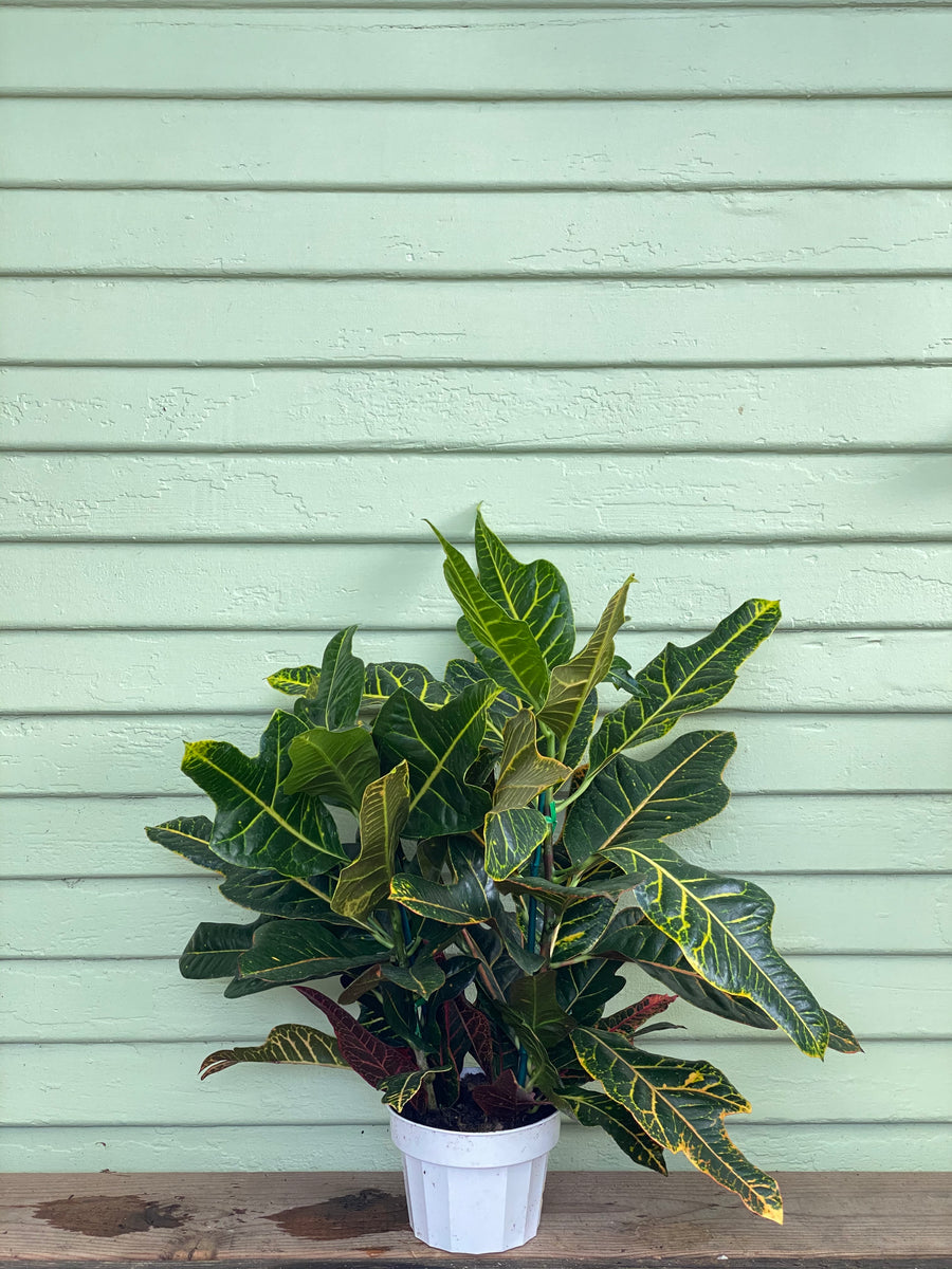 Codiaeum variegatum | Croton Oak Leaf | Mickey Hargitay Plants
