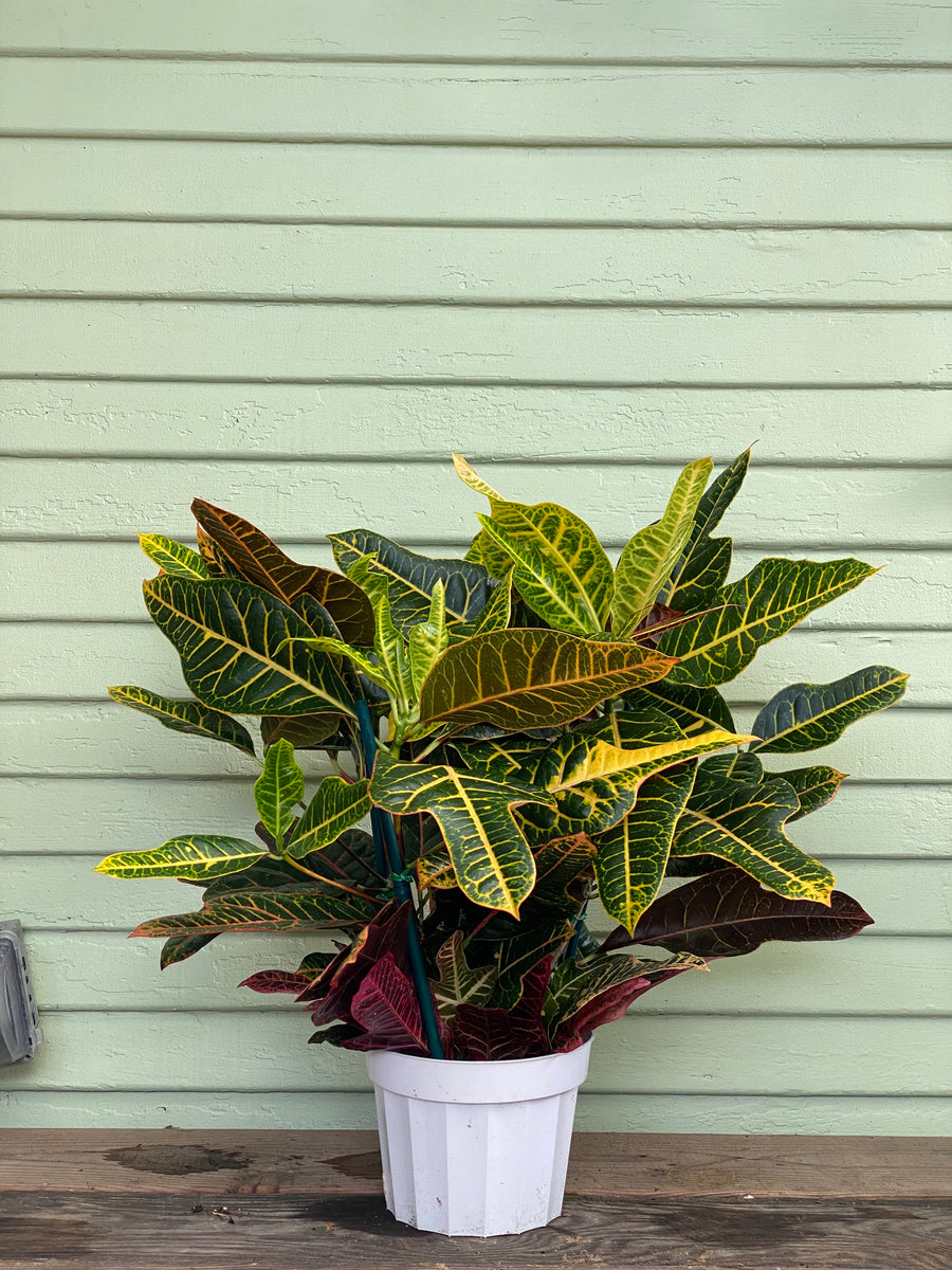 Codiaeum variegatum | Croton Oak Leaf | Mickey Hargitay Plants
