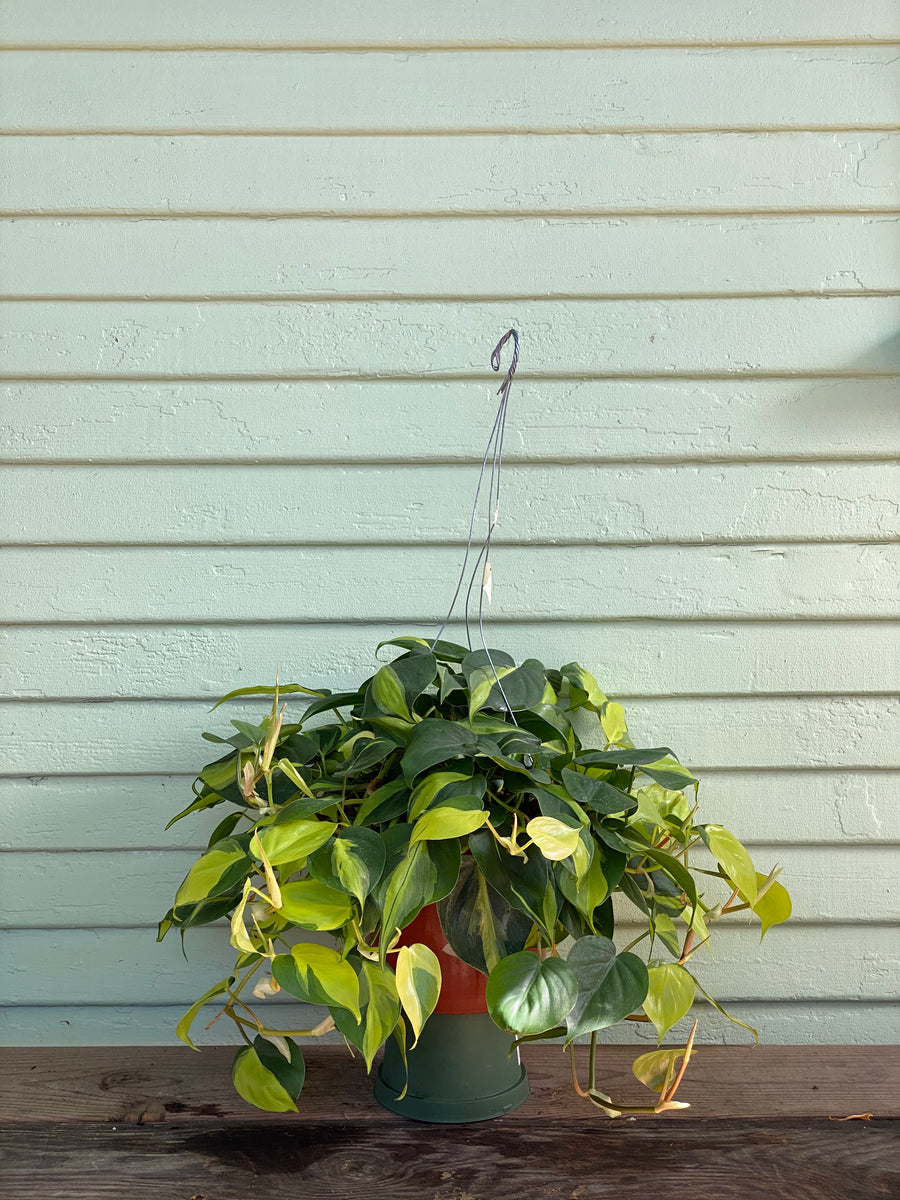 Philodendron Hederaceum | Brasil – Mickey Hargitay Plants