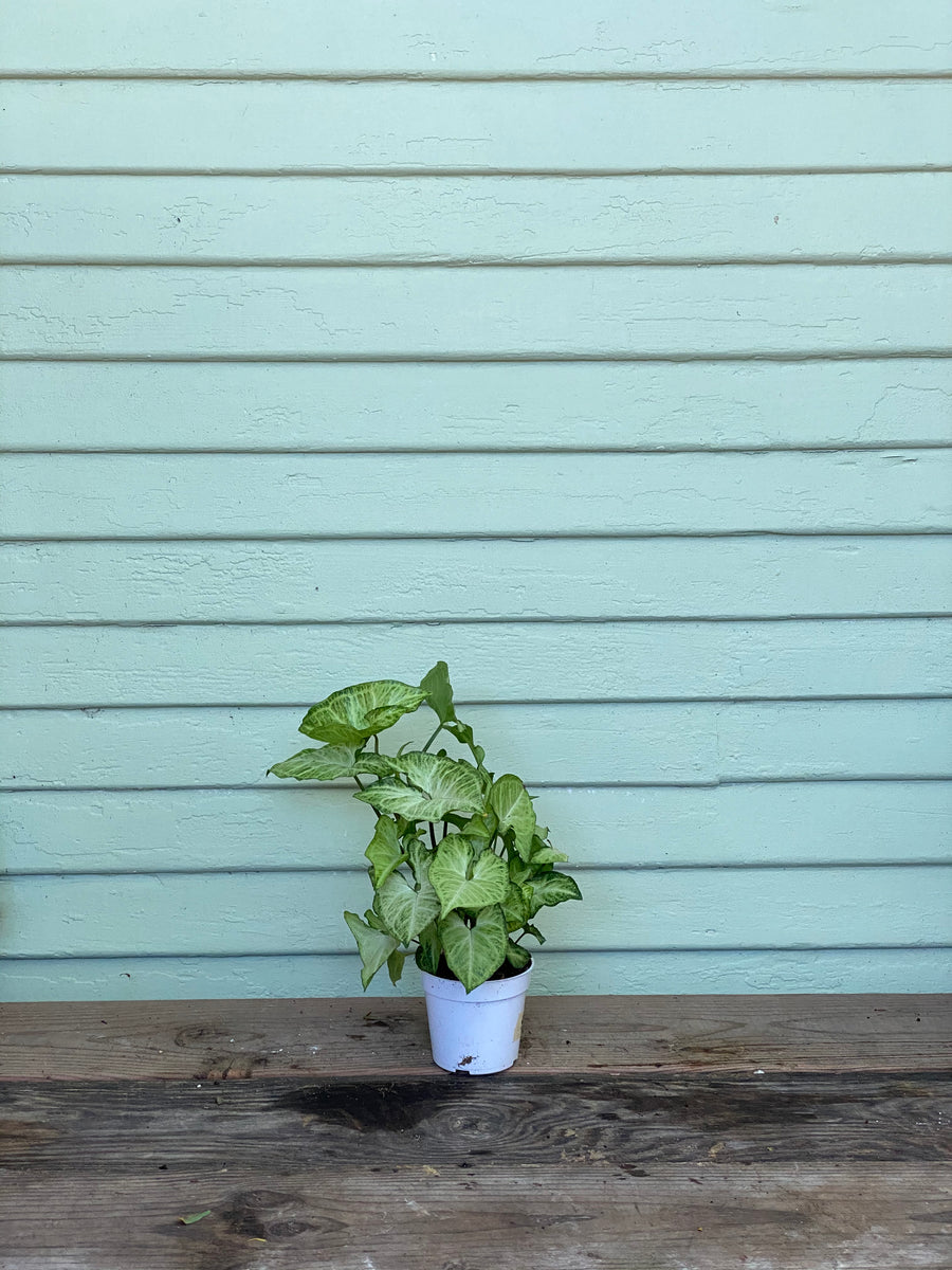 Syngonium podophyllum | White Butterfly | Arrowhead plant | Nephthytis ...