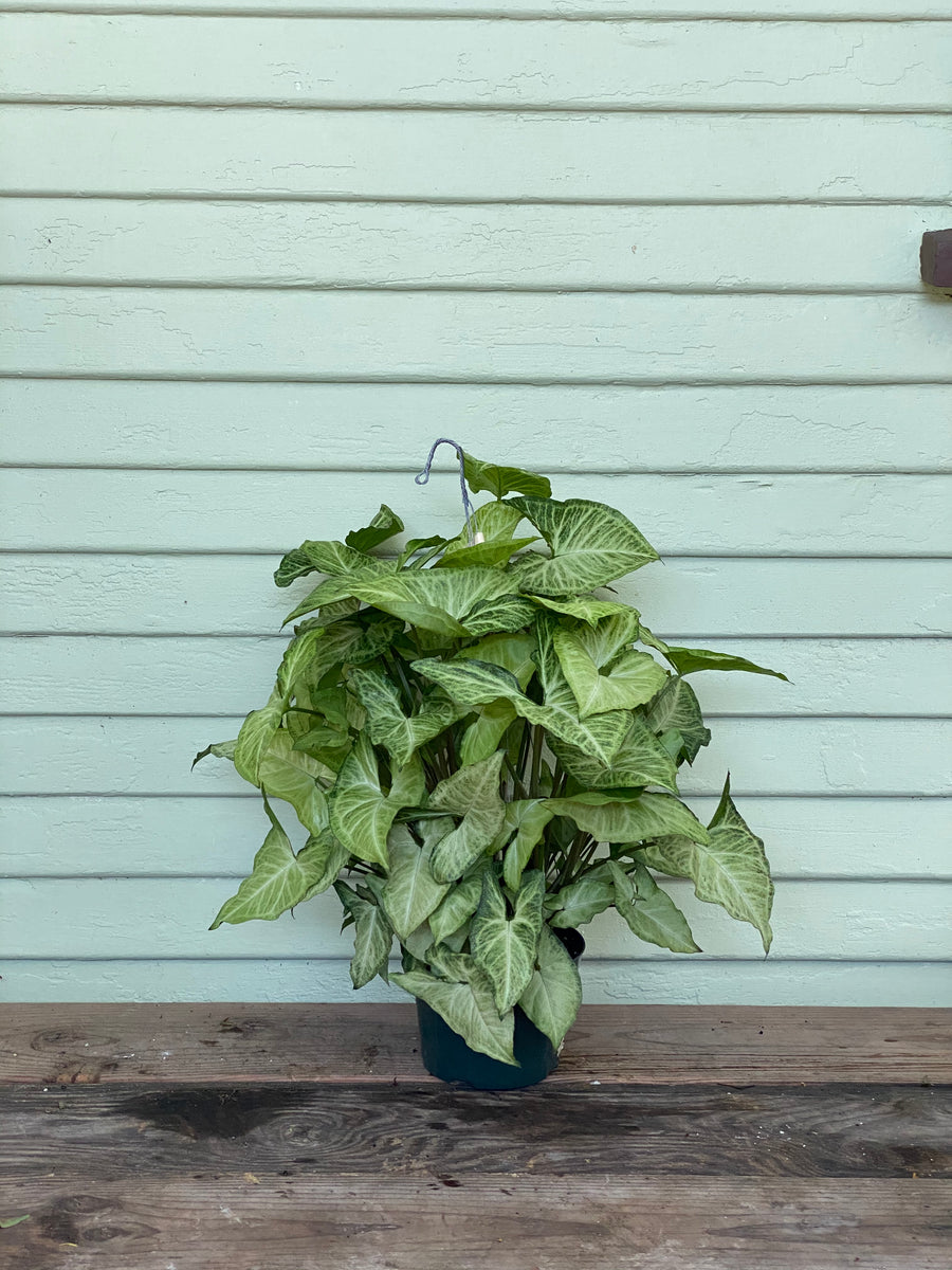Syngonium podophyllum | White Butterfly | Arrowhead plant | Nephthytis ...