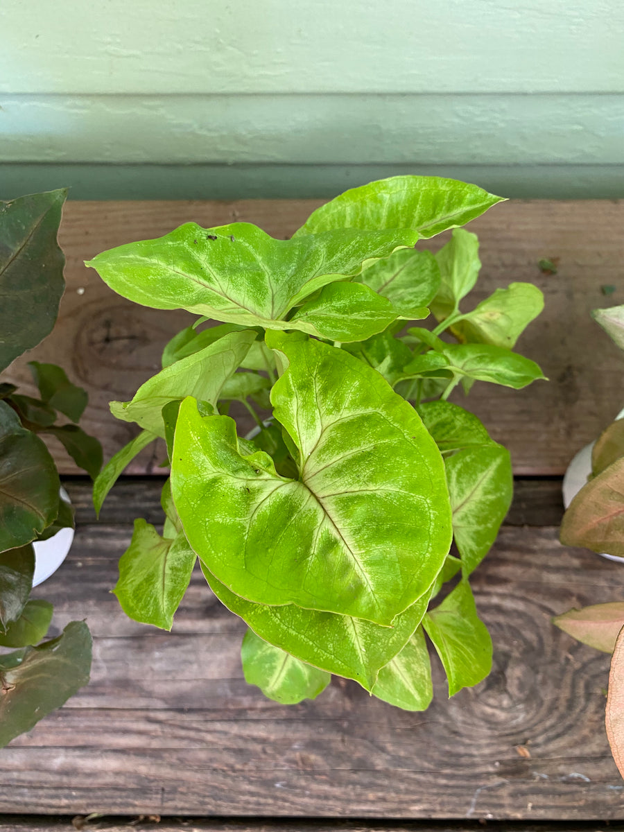 Syngonium podophyllum | Gold Allusion | Arrowhead plant | Nephthytis ...