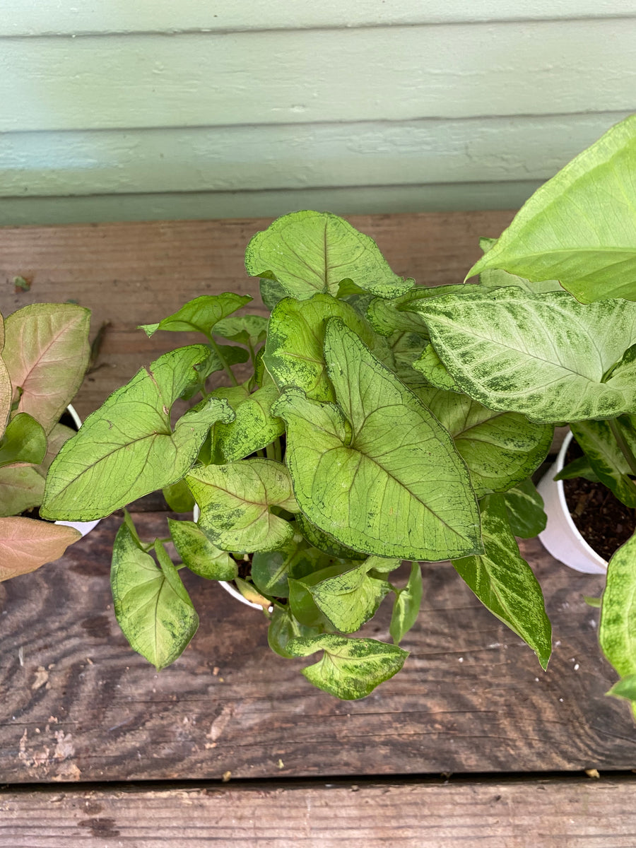 Syngonium podophyllum | Bob Allusion | Arrowhead plant | Nephthytis ...