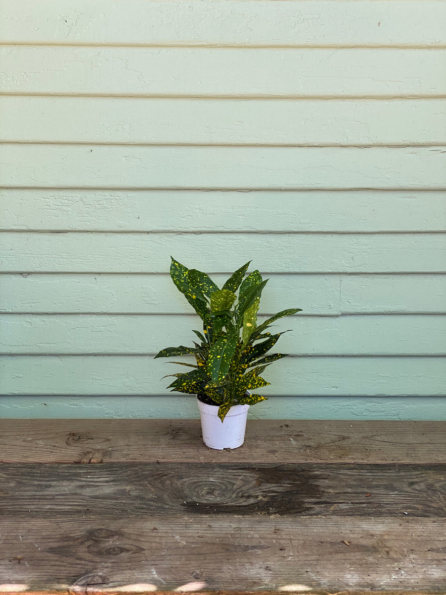 Codiaeum variegatum | Croton Gold Dust | Mickey Hargitay Plants