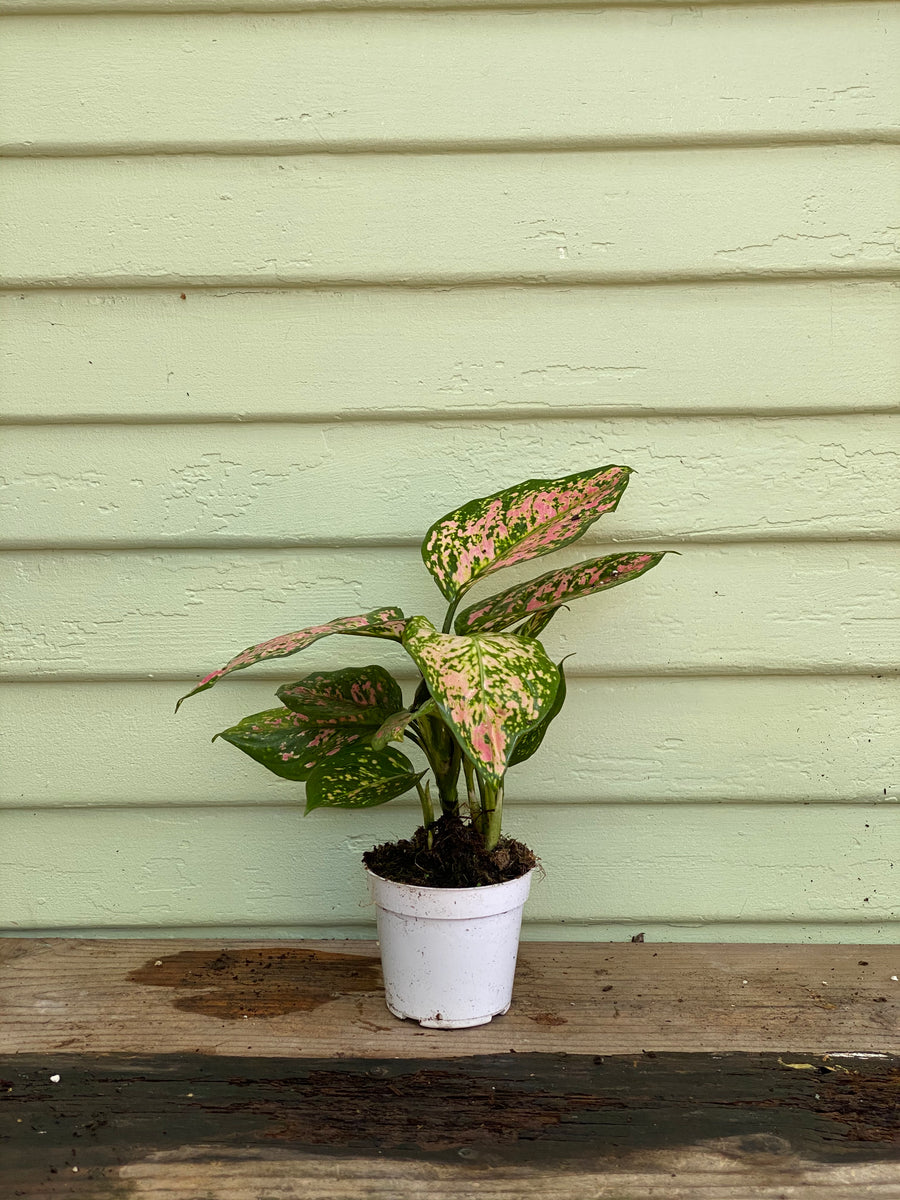Aglaonema | Chinese Evergreen | Lady Valentine | Mickey Hargitay Plants