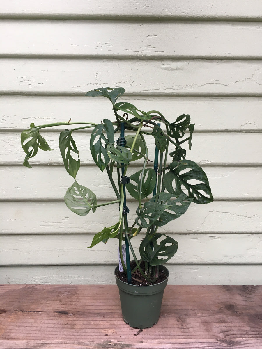 Monstera adansonii | Swiss Cheese Plant | Mickey Hargitay Plants