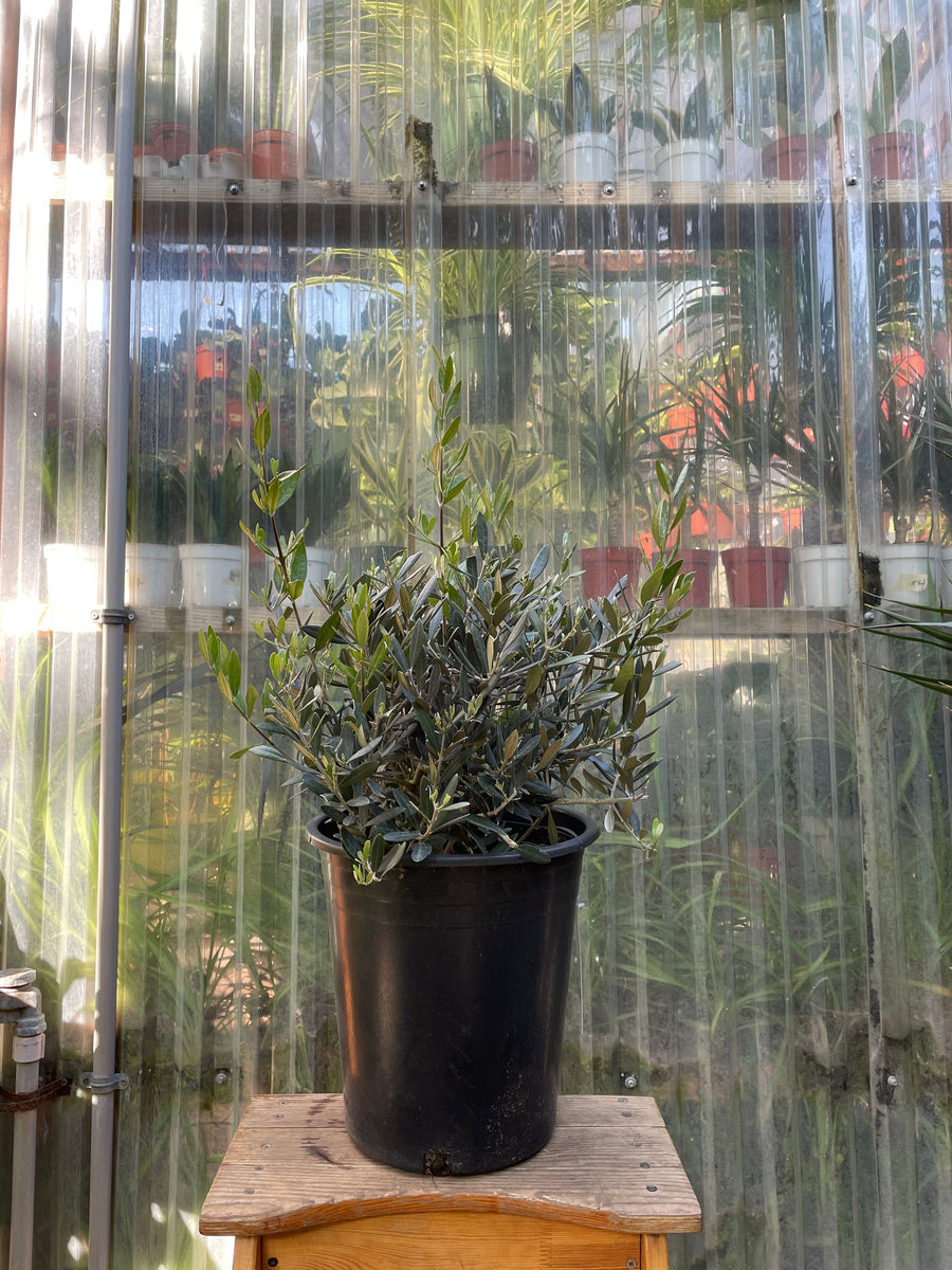 Olea europaea dwarf - Little Ollie Olive | Mickey Hargitay Plants