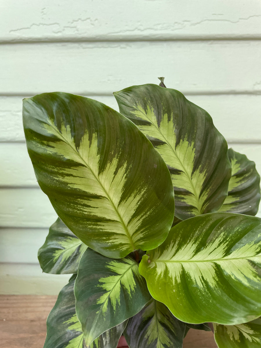 Calathea Misto | Mickey Hargitay Plants