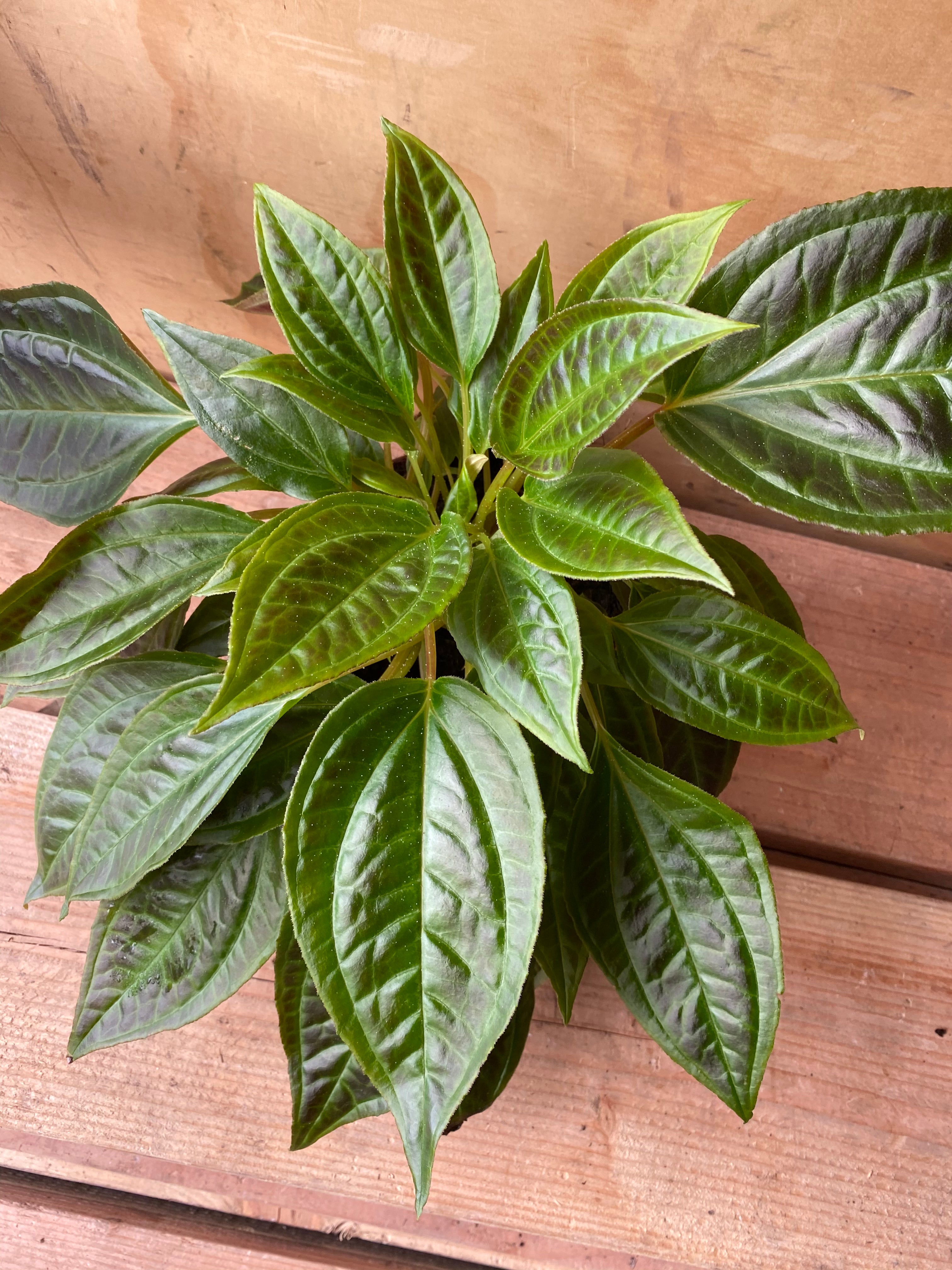 Monolena primuliflora - Antplant | Mickey Hargitay Plants